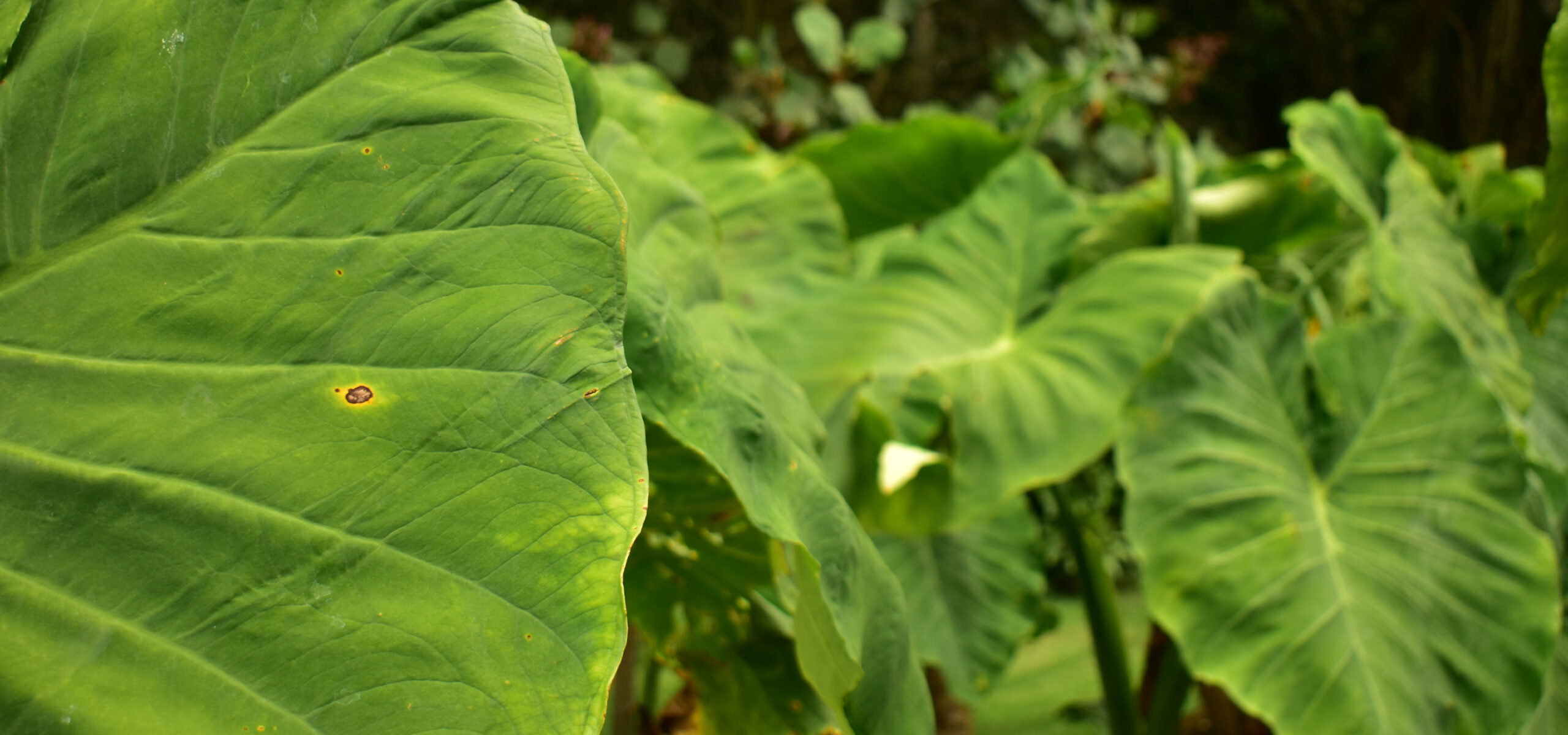 Inicio - Ricardo Arango Studio